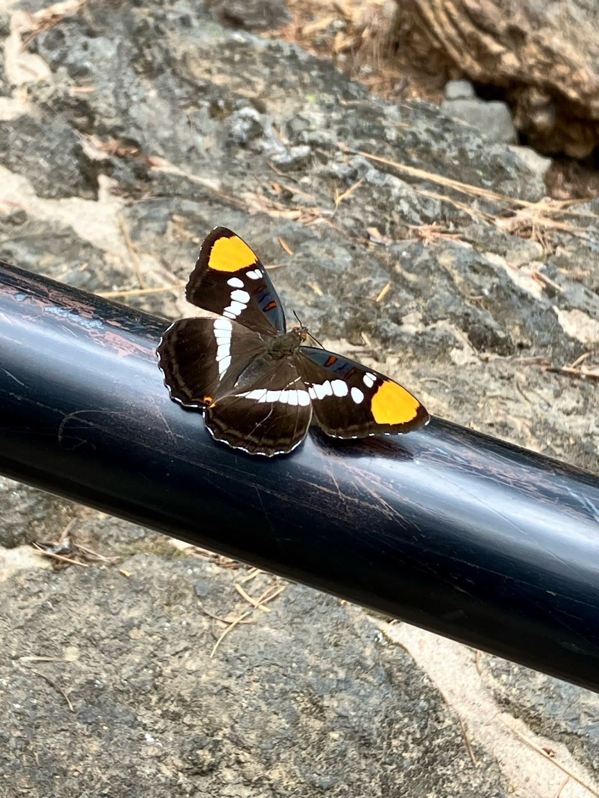 Natural Freedom: A Poetry Selection – Witherly Heights